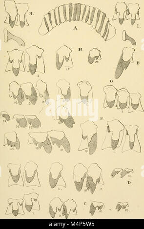 The 1874 Annals of the Lyceum of Natural History of New York features ...