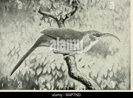 Bird Notes (1913) compiles observations on bird species, including ...