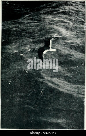 'Bird Notes' (1913) compiles observations and notes on bird species ...