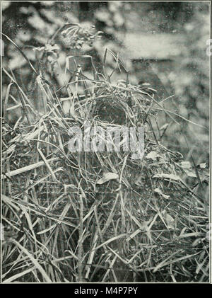 A publication from 1916 focusing on birdwatching, bird species, and ...