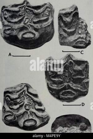 This 1964 study focuses on the discovery of Cretaceous-period Ostracoda ...