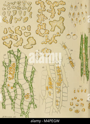 The Botanische Zeitung, published from 1843 to 1910, was a leading ...