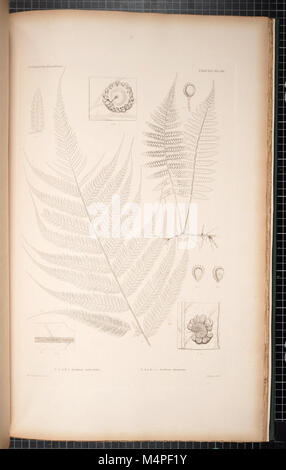 This text covers the evolution of plant species, with a focus on the ...