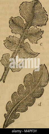 A basic introduction to botany, focusing on plant structure and growth ...