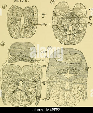 . Brain and body of fish; a study of brain pattern in relation to ...
