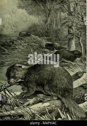 Brehm's 'Life of Animals' (1896) offers a comprehensive and accessible ...