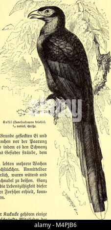 'Brehms Tierleben' (Brehm's Life of Animals) is a 1891 work providing a ...