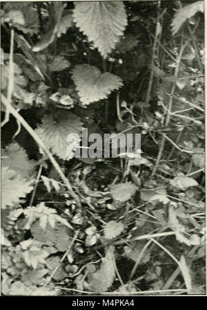 This 1898 guide offers detailed instructions on how to identify, locate ...