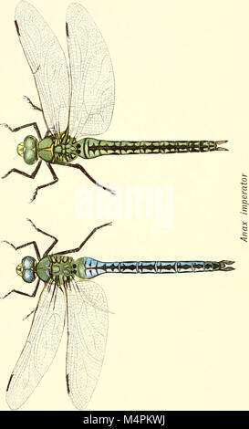 'British Dragonflies' (1900) is a guide to the species of dragonflies ...
