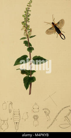 An illustration from 'British Entomology,' featuring insect species ...