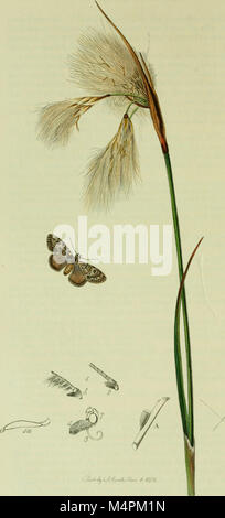 British Entomology offers detailed illustrations and descriptions of ...