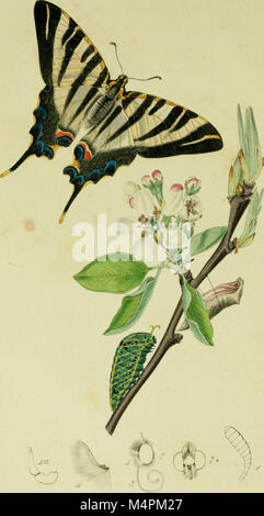 'The Natural History of British Insects' provides an extensive study of ...