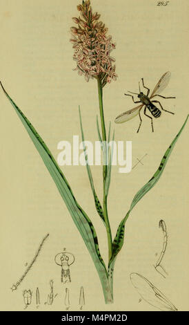 A comprehensive guide to the genera of insects found in Great Britain ...