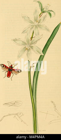 'The Natural History of British Insects' provides an extensive study of ...