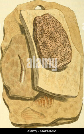 British Mineralogy (1802) features colored illustrations and ...