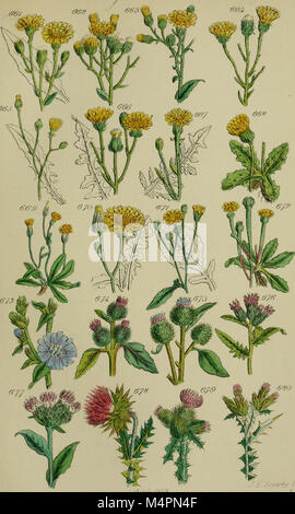 'British Wild Flowers' (1876) is a detailed guide to the native flora ...