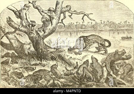 'Bruin - The Grand Bear Hunt' (1861) narrates a thrilling tale of a ...