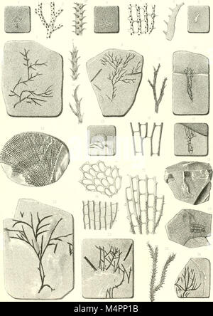 . Bryozoaires, Hydrozoaires et partie des Anthozoaires. Bryozoa, Fossil ...