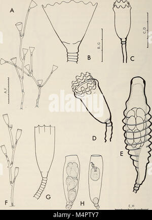 'Annals of the South African Museum' (1975), also known as 'Annale van ...
