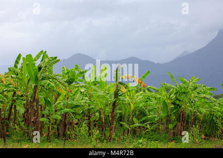 Banana plants growing in Daintree national park,Far north Queensland ...