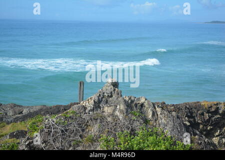 Lizard sunbaking on rocks Stock Photo - Alamy