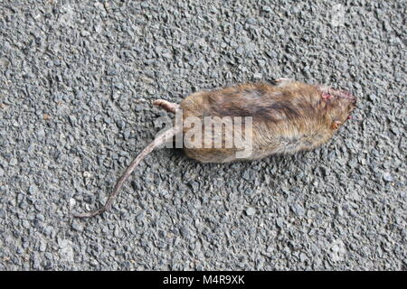 Road kill rat Stock Photo - Alamy