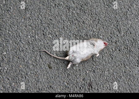 Road Kill big fat dead rat lying on the road or tarmac Stock Photo - Alamy