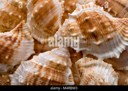 Backgrounds and textures: collection of empty sea shells, natural ...
