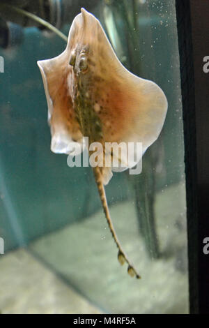 X-ray of a baby Stock Photo - Alamy