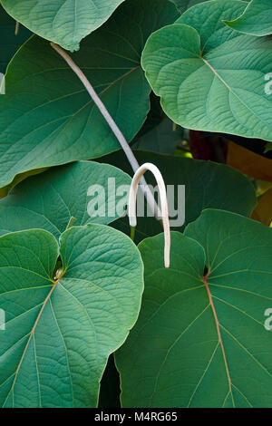 Hoja santa (Piper aurtium). Called Mexican pepperleaf, Yerba santa ...