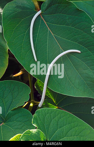 Hoja santa (Piper aurtium). Called Mexican pepperleaf, Yerba santa ...