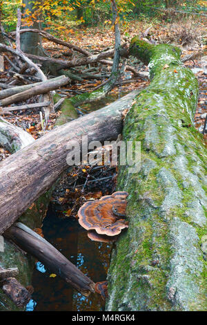 Resinous polypore (Ischnoderma resinosum). Called Late fall polypore ...
