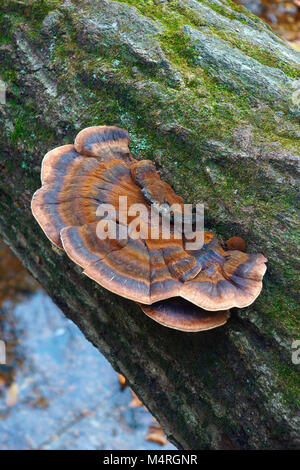 Resinous polypore (Ischnoderma resinosum). Called Late fall polypore ...