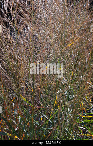 Panicum amarum 'Dewey Blue' Panicum Switchgrass smooth, blue-tinted ...