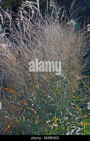 Panicum amarum 'Dewey Blue' Panicum Switchgrass smooth, blue-tinted ...