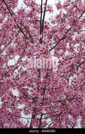 Prunus x incam okame. Okame Flowering Cherry tree. Ornamental cherry ...