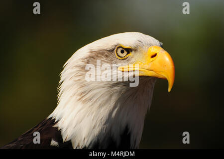Bald eagle face features, close up Stock Photo - Alamy