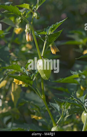Tomatillo (Physalis philadelphica). Called Mexican husk tomato also ...