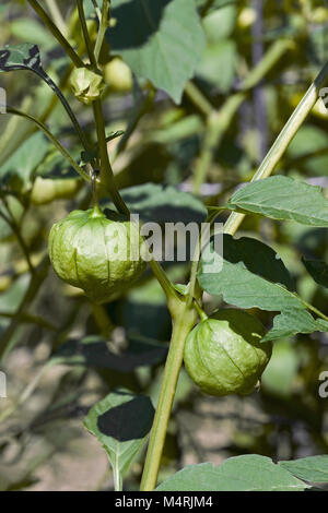 Tomatillo (Physalis philadelphica). Called Mexican husk tomato also ...