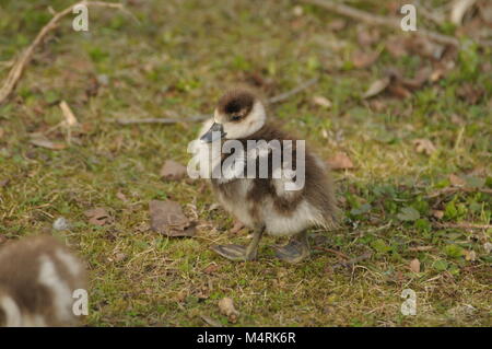 Baby shelduck chicks, uk, humbugs Stock Photo - Alamy