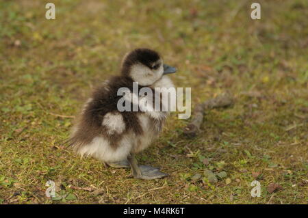 Baby shelduck chicks, uk, humbugs Stock Photo - Alamy
