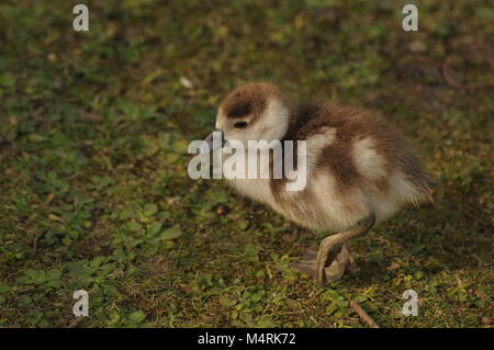 Baby shelduck chicks, uk, humbugs Stock Photo - Alamy