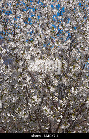 Snow Goose Japanese flowering cherry (Prunus serrulata Snow Goose Stock ...