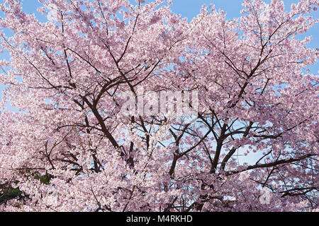 Prunus x yedoensis Awanui Hybrid Yoshino Cherry Quite possibly the most ...