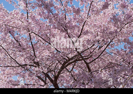 Prunus x yedoensis Awanui Hybrid Yoshino Cherry Quite possibly the most ...