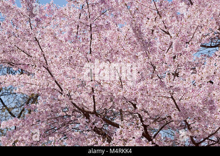 Awanui Yoshino cherry (Prunus x yedoensis Awanui Stock Photo - Alamy