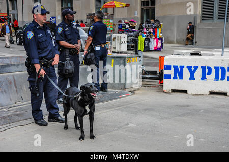 NYPD K-9 unit police dog and handler, Times Square, Manhattan, New ...