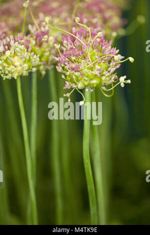 Green onion plants grow tall in neat rows under a bright sun. The ...