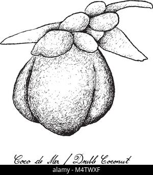 Coco de mer nut or sea coconut, uncommon plant seed kernel for food ...