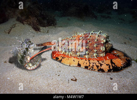 Geography cone shell, Conus geographus, Australia Stock Photo: 11971896 ...